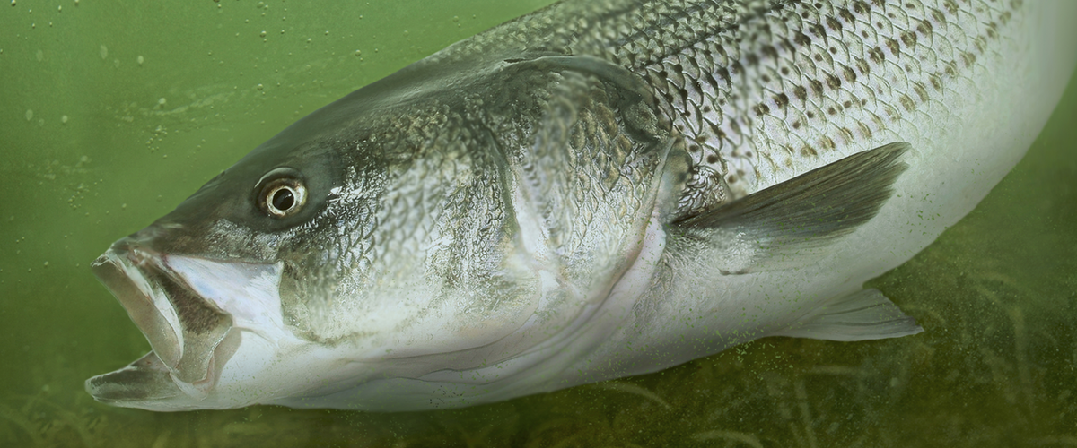 Lake Texoma Fishing Guides | Steve Buckley Striper Guide Service