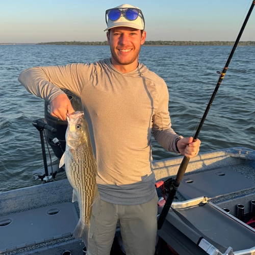 Best Time to Catch Striped Bass on Lake Texoma (Guide Tips)